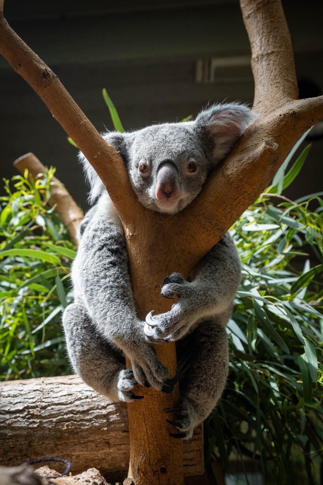 Koala Experience | Columbus Zoo and Aquarium